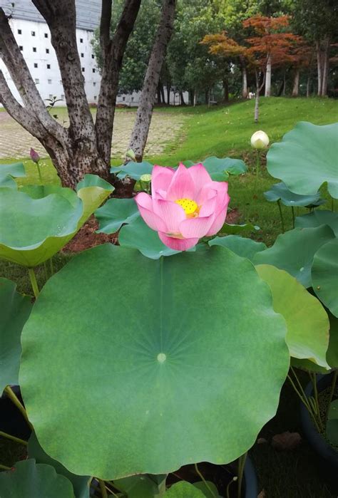 接天蓮葉無窮碧映日荷花別樣紅 每日頭條