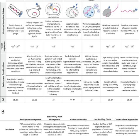 Pdf Affinity Maturation Highlights In The Application Of In Vitro