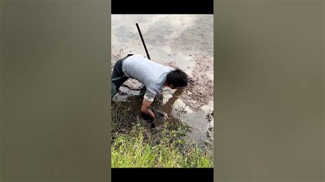 回到四川老家扣鱔魚，連著扣了5塊塘，大家覺得有多少斤？ 鱔哥二娃打野農村戶外鱔魚fyp Youtube