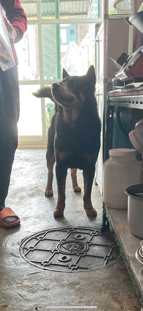 九十歲婆婆走失愛犬 急需支援 香港動物報 Hong Kong Animal Post