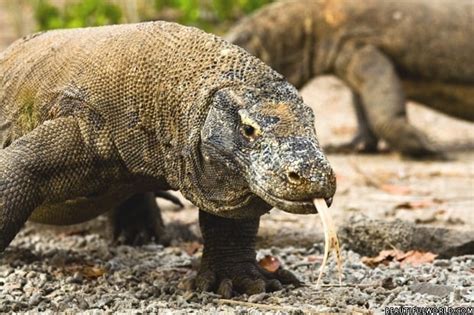 Komodo National Park Facts And Information Beautiful World Travel Guide