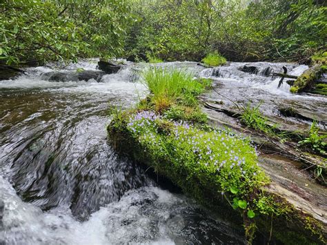 A Brown Stream R Bluelining