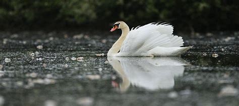 4 Especies Increíbles de la fauna de Dinamarca Destinos PE