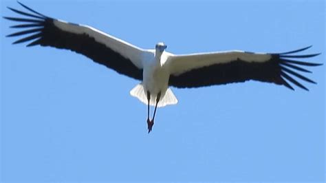 コンデジ鳥撮散歩 溜池より愛を込めて カモ識別訓練動画 コウノトリの飛翔 兵庫県北播磨 北播磨野鳥巡礼 楽天ブログ