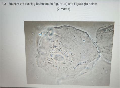 Solved 1 2 ﻿identify The Staining Technique In Figure A