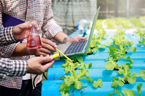 스마트 농업 기술 개념 농부 식물 보육 농장에서 유기 수경 붉은 참나무를 모니터링 스마트 농업 기술 2명에 대한 스톡 사진 및 기타 이미지 Istock