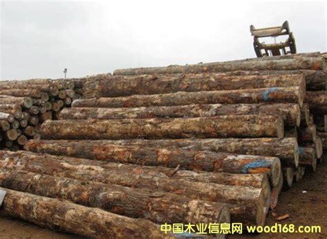 原木：新西兰辐射松，铁杉，花旗，欧洲桦木 山东港信木材交易市场