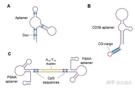 Aptamer：核酸适配体偶联药物apdc 2 知乎