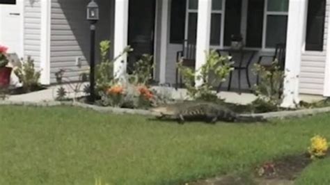 Alligator Makes House Call In Sc Neighborhood