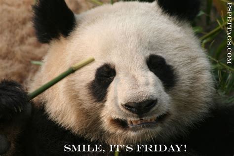 Panda Says Smile Its Friday Happy Panda Face Panda Friday Cute