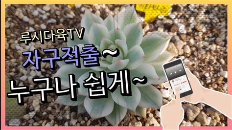 자구 적출 하는거 보시고 쉽게 따라해보세요루시다육 키핑 포천 다육이 깊이울 판매루시다육 Youtubeたにく