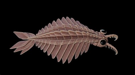 3d Anomalocaris Canadensis Turbosquid 1982926