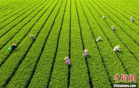 满眼翠绿金秋航拍吉水生态茶园采茶忙图凤凰网江西 凤凰网