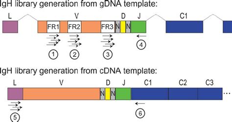 Igh Library Production From Genomic Dna Gdna Or Complementary Dna Download Scientific Diagram