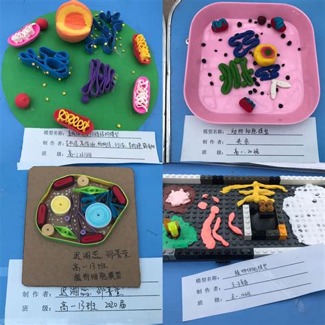 高一生物组开展“真核细胞的三维结构”模型制作展 陕西省西安中学
