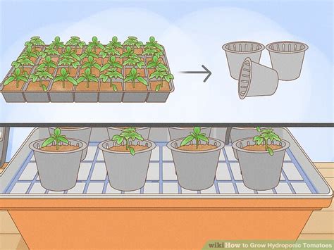 How To Grow Hydroponic Tomatoes With Pictures Wikihow
