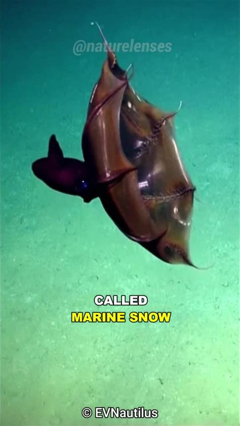 Vampire Squid One News Page Video