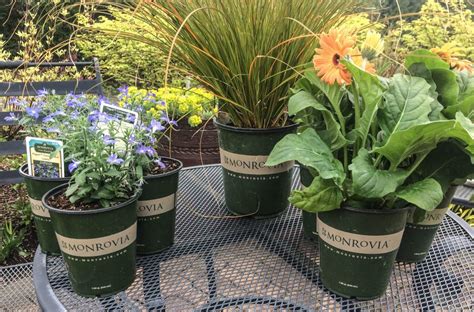 Simple Front Porch Container Design Professional Gardening Tips