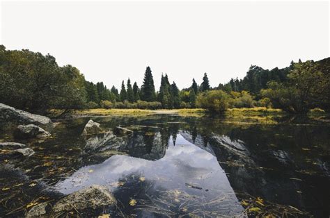 Forest Basin Background Images Free Photos Png Stickers Wallpapers