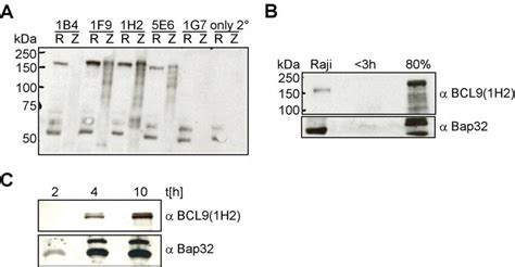 49 Zbcl9 Protein Expression In Early Zebrafish Development A