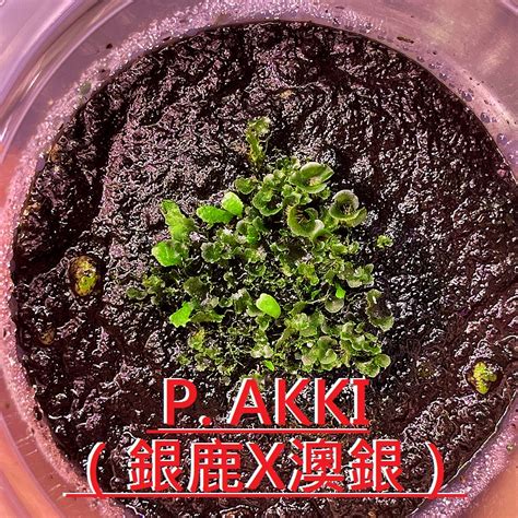 Kai P Akki X