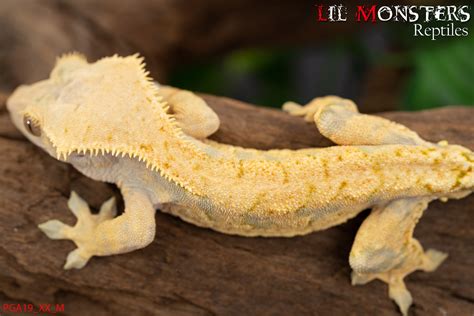 Pangea Xxx Lil Monsters Reptiles