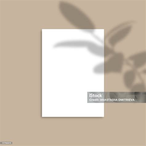 Shadow Overlay Tanaman Vektor Mockup A4 Lembar Kertas Bayangan Efek