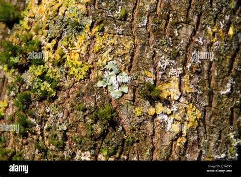Lichen And Moss On A Tree Stock Photo Alamy