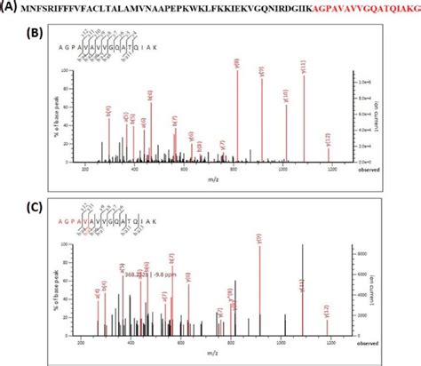 Amino Acid Sequence And Fragmentation Spectra Of The Tryptic Peptide