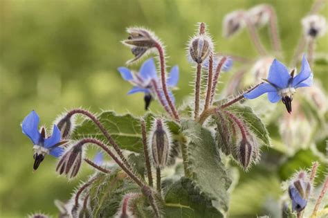 23 Natural Pest Fighting Plants To Tuck Into Your Garden This Spring
