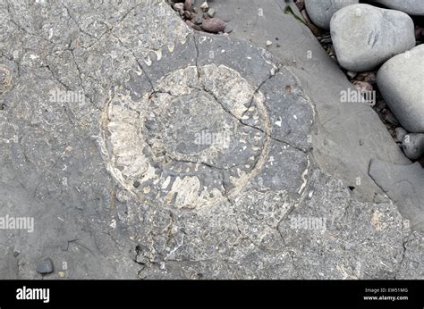 Fossils Embedded In Rocks Lilstock Beach Kilve Somerset England Stock