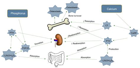 Vitamin D Supplementation Impacts Calcium And Phosphorus Metabolism In