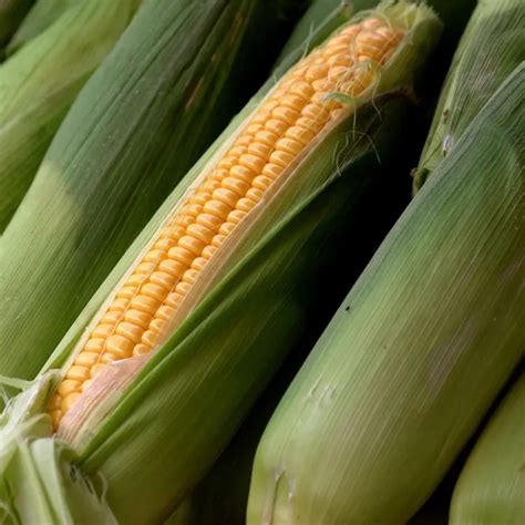 Insecticide Lambdastar Coopérative Unéal