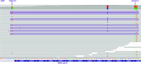 Genomic View Of The Sbds Region Using Igv Integrative Genomic Viewer Download Scientific