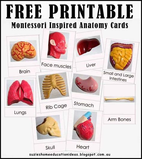 Human Anatomy Flashcards Your Revision Essential Kenh