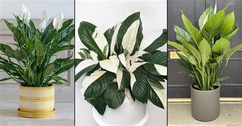 18 Best Types Of Peace Lily Spathiphyllum Varieties