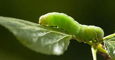 5 Alternatives Pour Lutter Contre Les Chenilles Naturellement