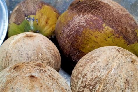 Kelapa Tumbuh Subur Di Sumbar Makin Tua Banyak Manfaatnya Dr Zaidul