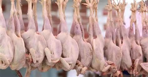 Frozen Best Grade Frozen Chicken Paws Frozen Whole Chicken Chicken Feet