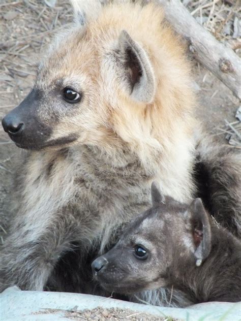 Fuzzy Cubs Scrolller