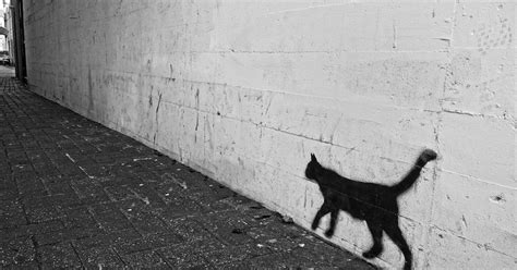 Denuncian Envenenamiento De Gatos En Playa Del Carmen