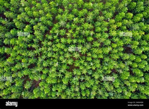 Aerial View Over Treetops Of Pine Trees In Coniferous Forest In Summer