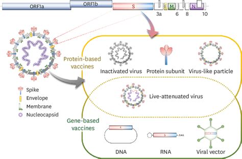 Genome Structure Of Sars Cov 2 And The General Classification Of The