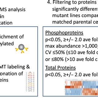 Outline Of Experimental Procedures For Proteomic Analysis Of Download Scientific Diagram