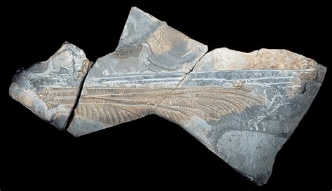 The 13 Inch Fossilized Wing Of The Largest Insect To Ever Take To The