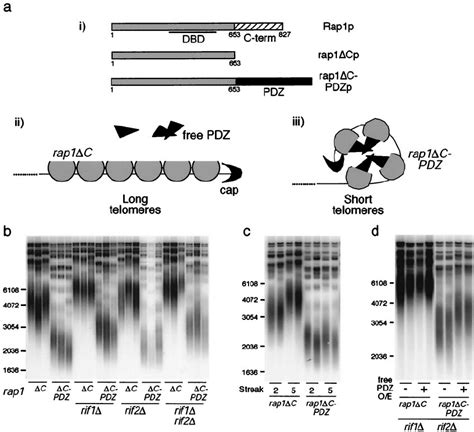 Pdz Mediated Protein Interactions At The Telomere Confer Telomere Download Scientific Diagram