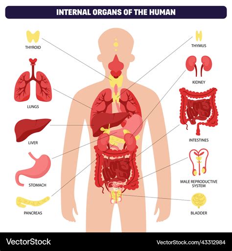 Human Body Internal Organs Diagram Flat Infographic Poster 54 Off