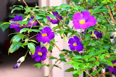Características Y Cuidados Del Trébol De Cuatro Hojas Oxalis