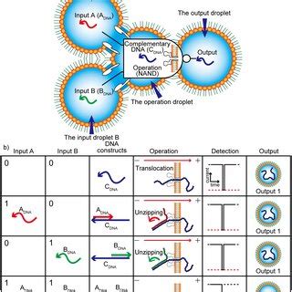 Negative AND NAND Operation System Based On DNA Translocation A Download Scientific