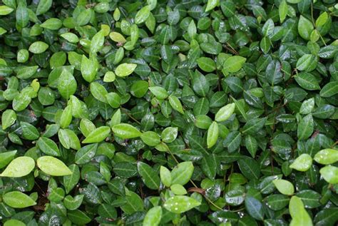 South Florida Plant Guide Shade Plants Yoiki Guide